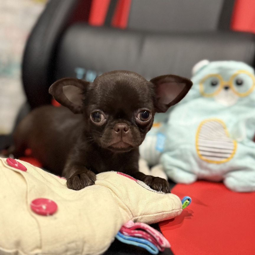 Чихуахуа, щенок