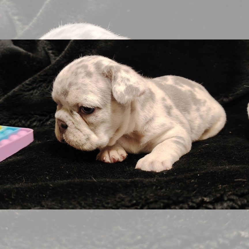 Французский бульдог, щенок