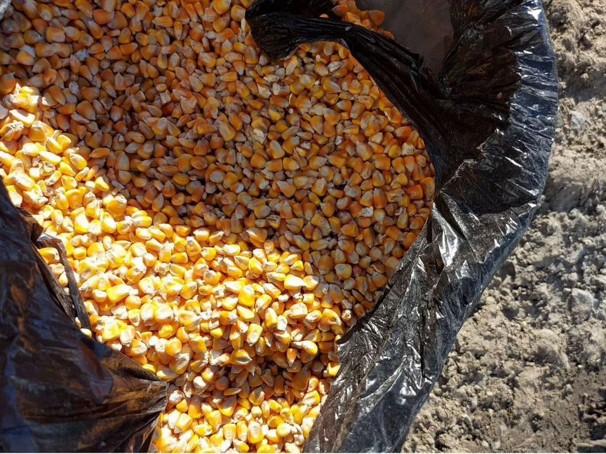 Зерносмесь овёс