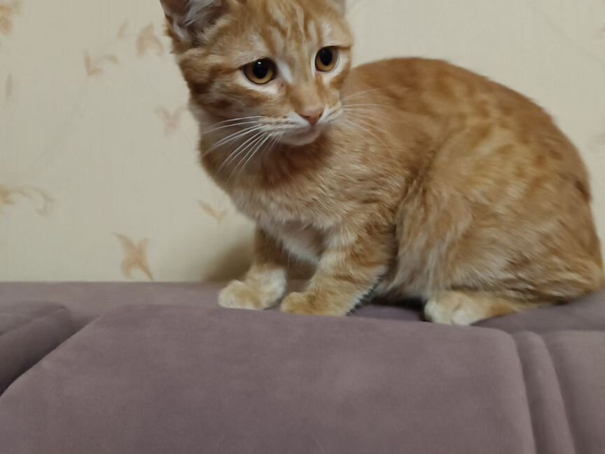 Кошки в добрые руки бесплатно