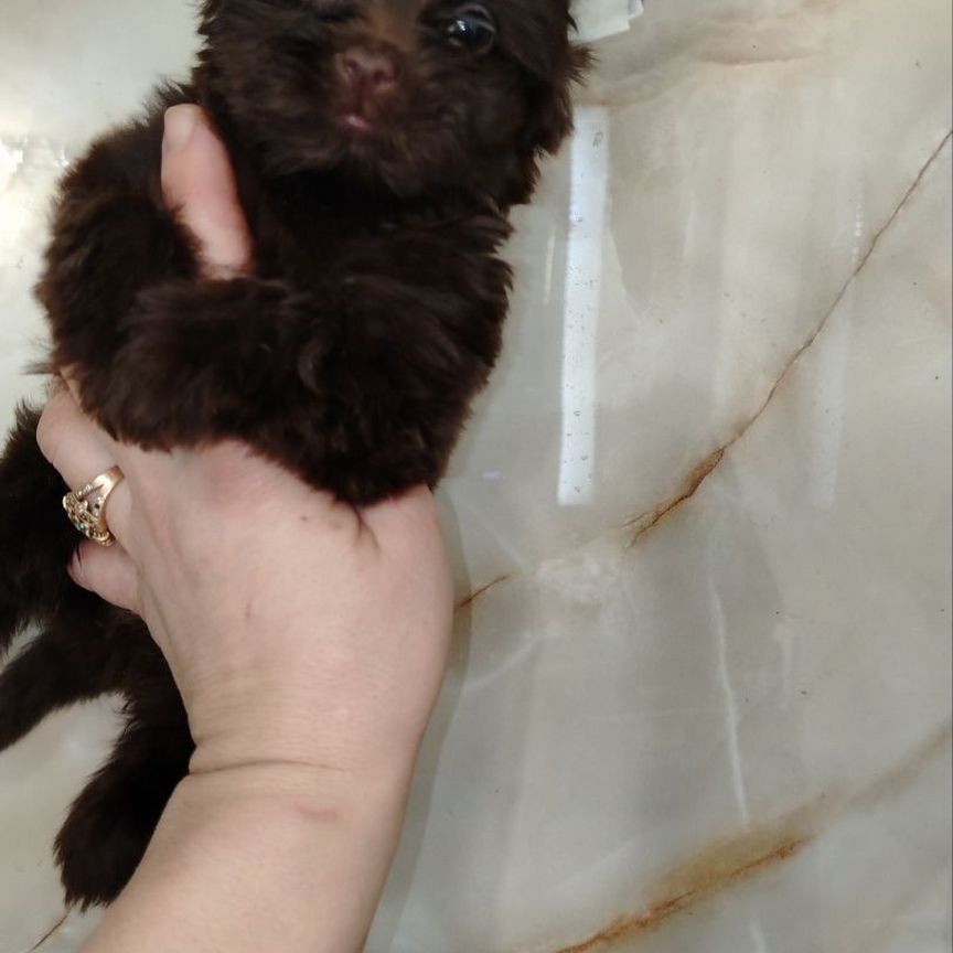 Шоколадка миничка