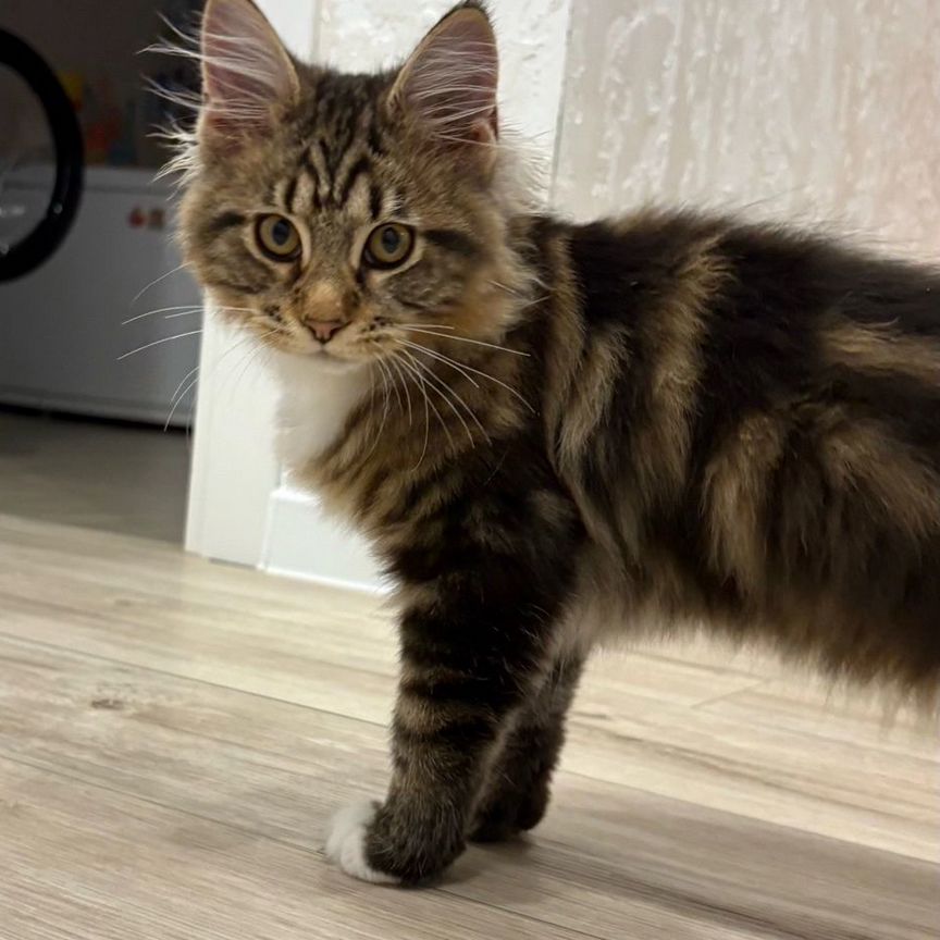 Мейн-кун котёнок