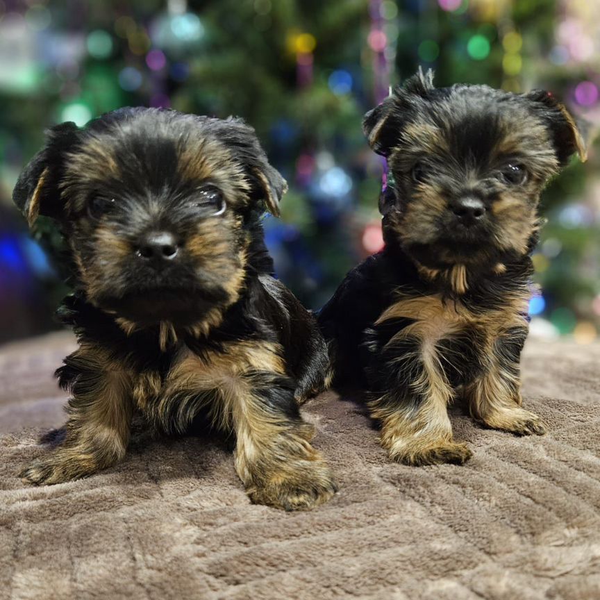 Йоркширский терьер щенки