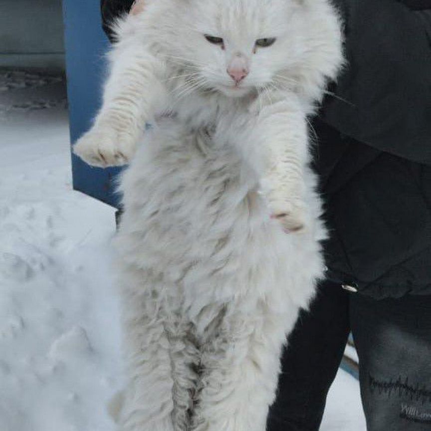 Красивую кошку хотят вывезти в неизвестность