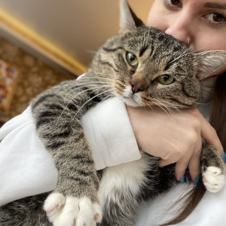 Потрясающий котик ищет семью