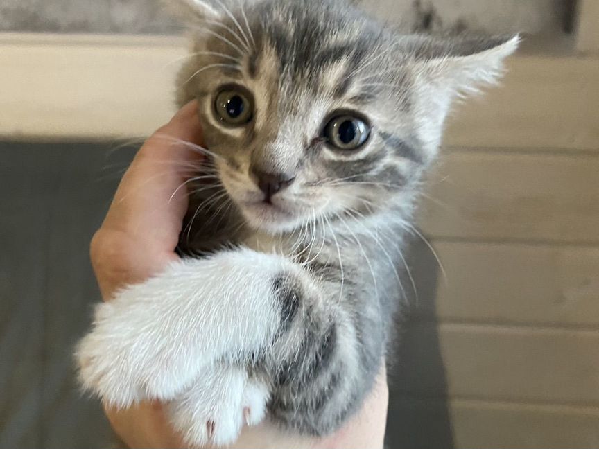 Кошка метис бенгала бесплатно