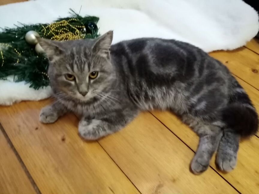 Кот