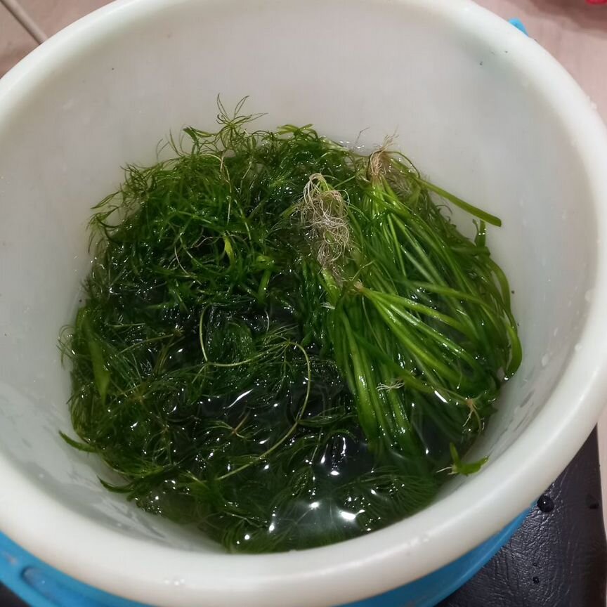 Аквариумное растение