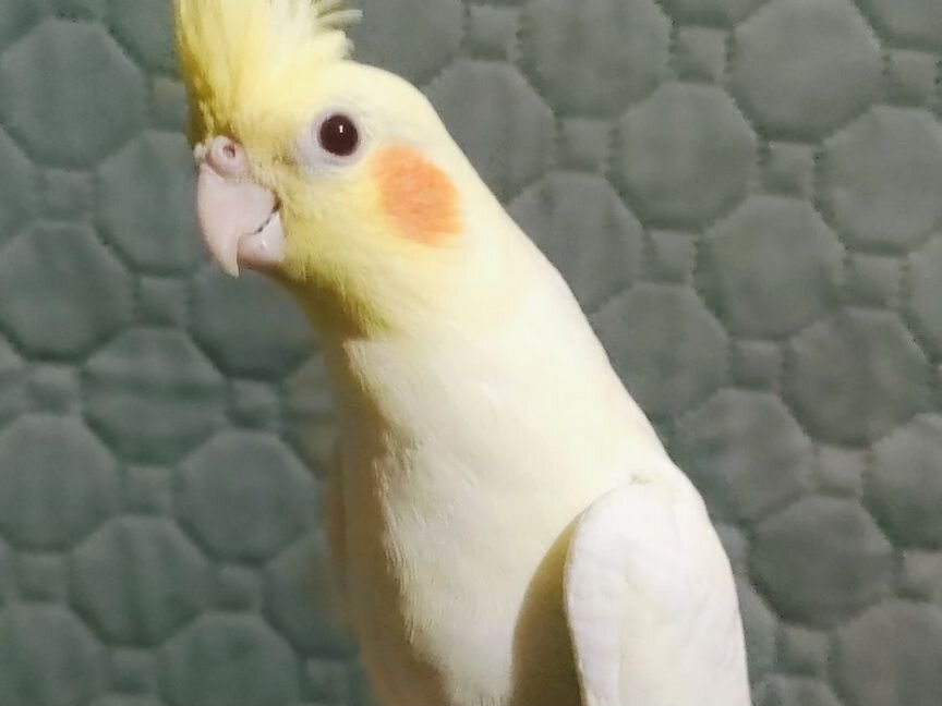 Попугай корелла птенец