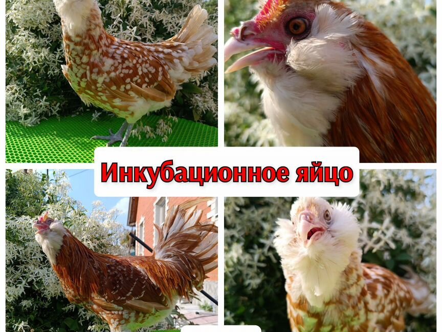 Куры несушки породистые