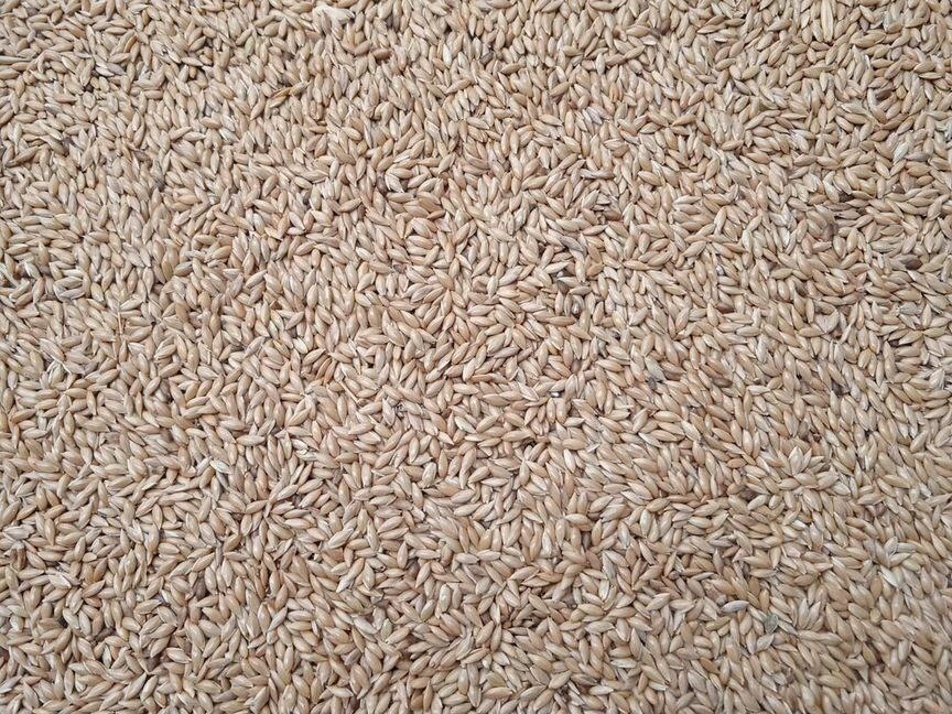 Канареечное семя