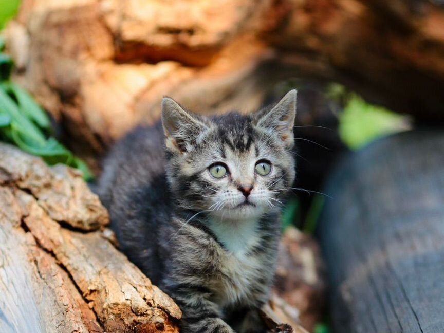 Котята