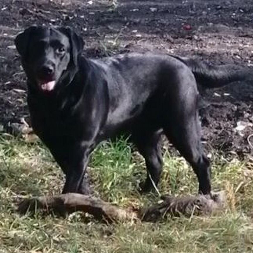 Лабрадор-ретривер, взрослая собака