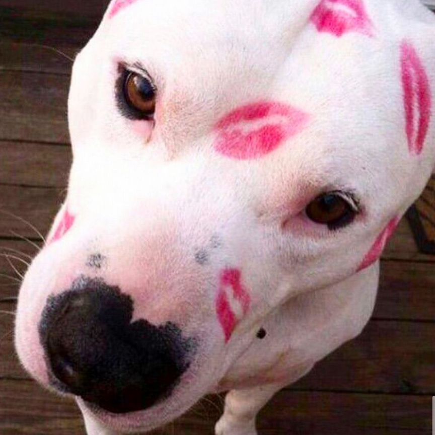 Американский стаффордширский терьер, взрослый пёс