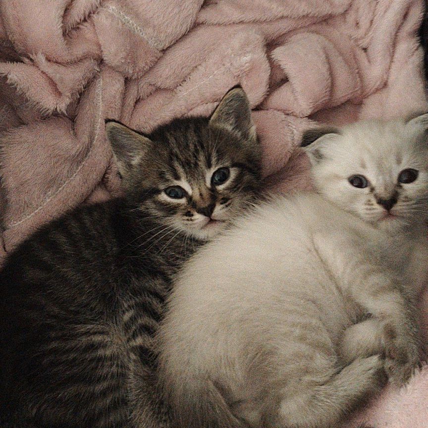 Отдам котят в добрые руки