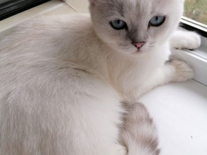 Серебристая шиншилла