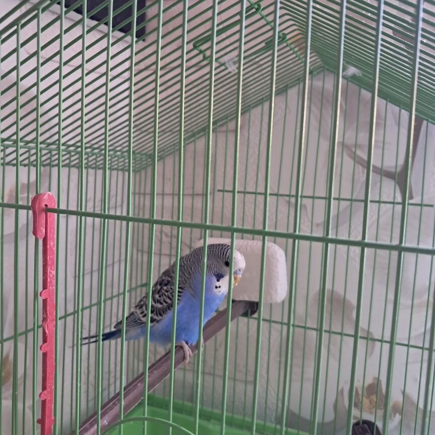 Волнистый попугай