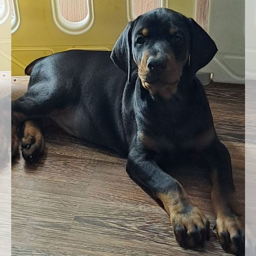 Доберман, щенок