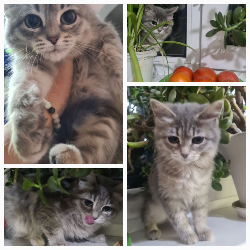 Красивая кошка ищет дом