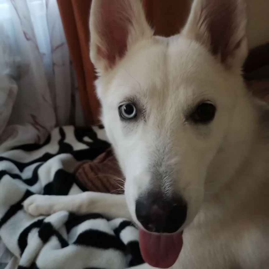 Собака в добрые руки хаски