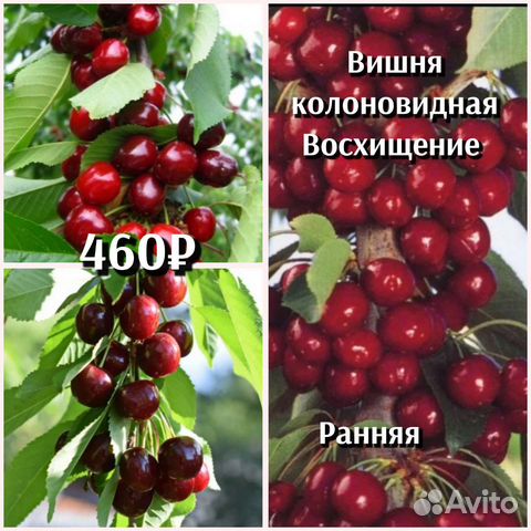 Колоновидная черешня и вишня купить в Тольятти | Товары для дома и дачи ...