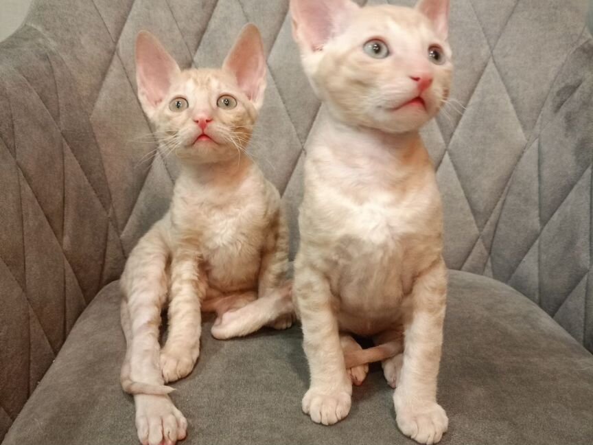 Котята корниш-рекс