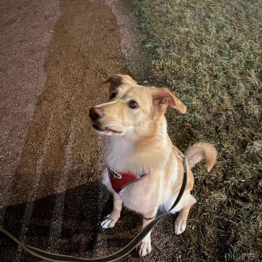 Собака в добрые руки