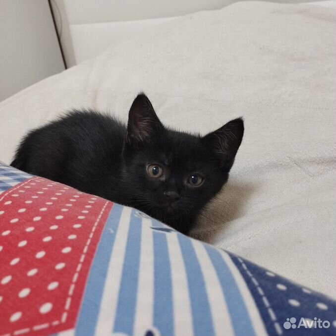 Котëнок в добрые руки
