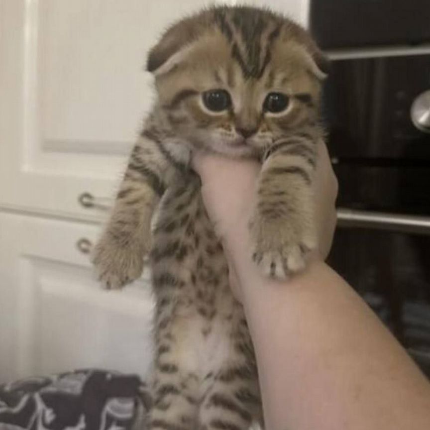 Продам шотландских вислоухих котят