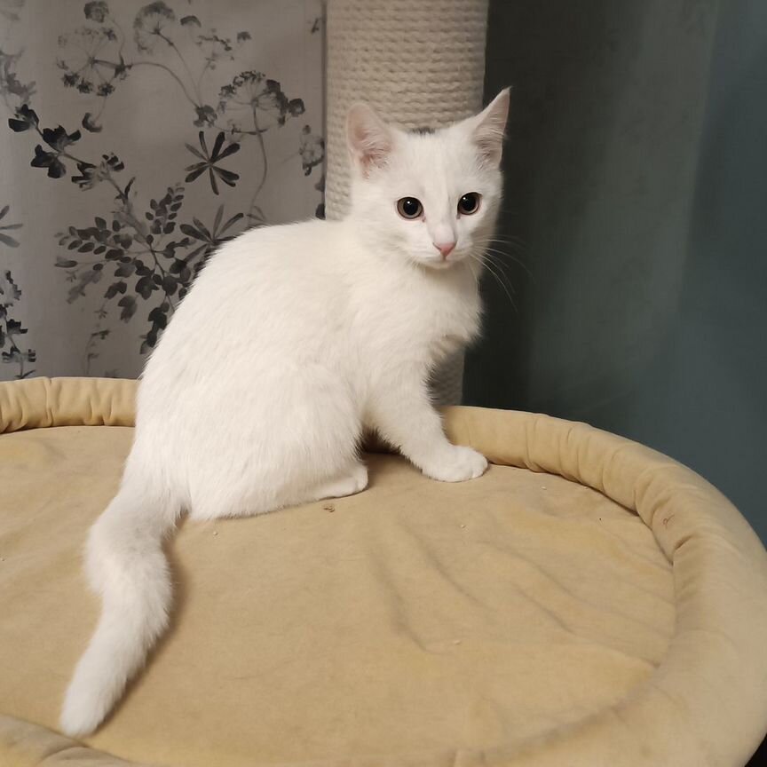 Белая кошечка