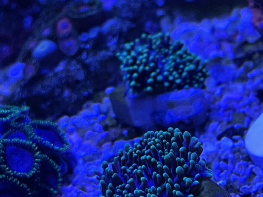 Мягкие морские кораллы