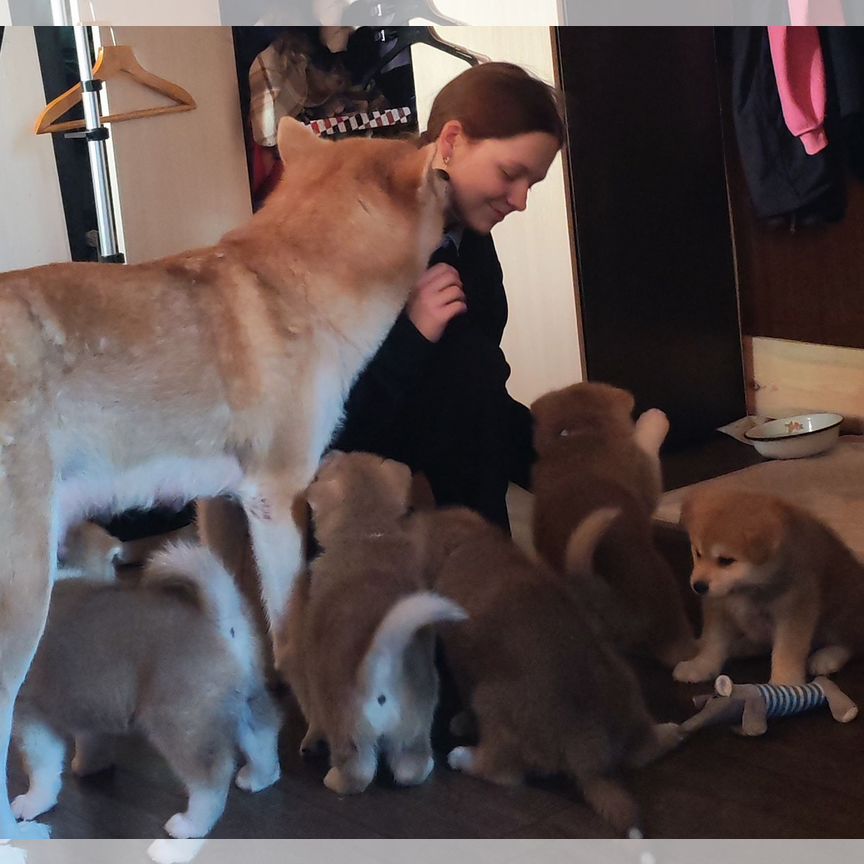 Акита-ину, щенок