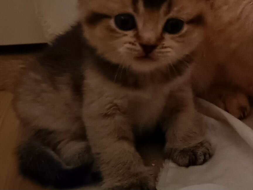 Котенок британский Плюш Черное золото Вислоухий