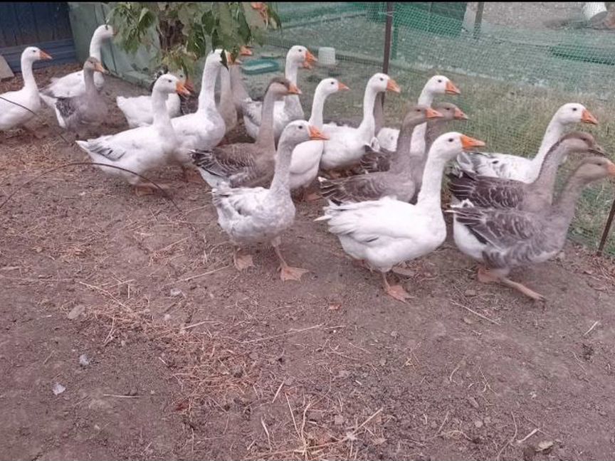 Продаю гусей породы Линда