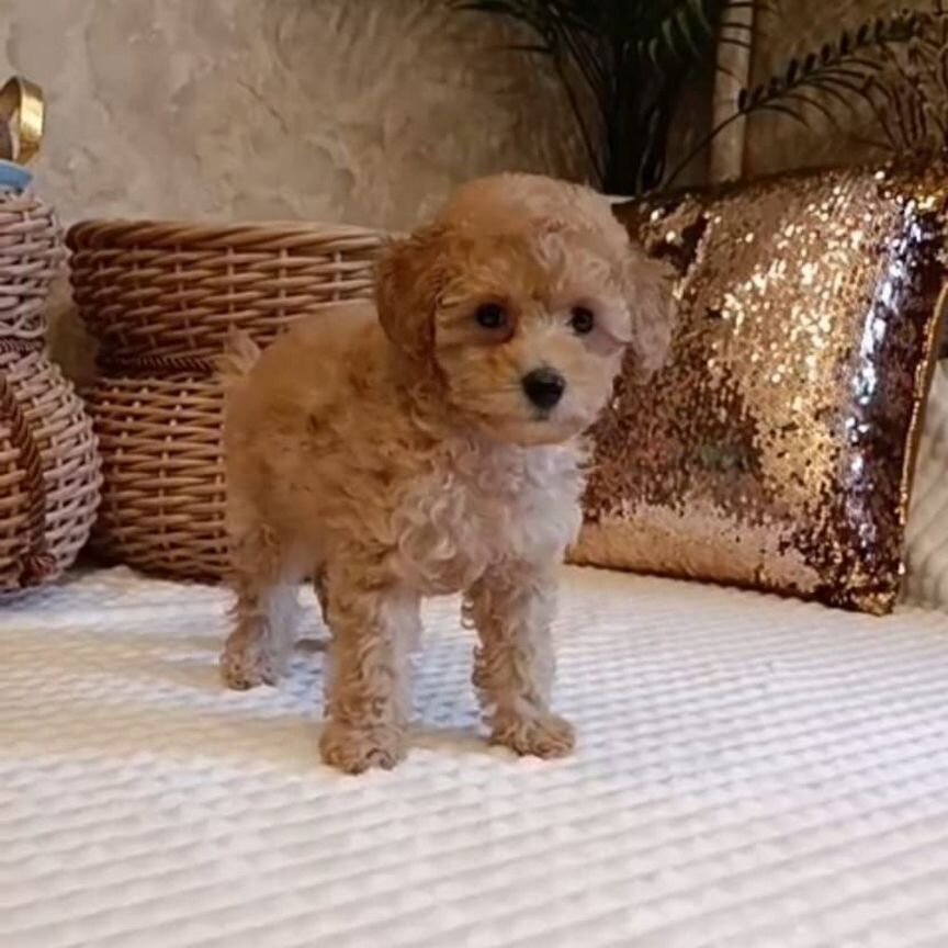 Девочка той-пуделя 3