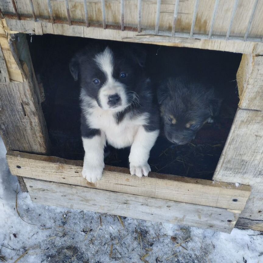 Щенки алабая