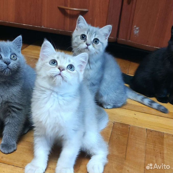 Шатланские котята