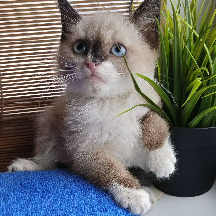 Тайский котёнок девочка