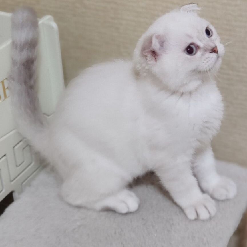 Шотландский вислоухий короткошёрстный котёнок