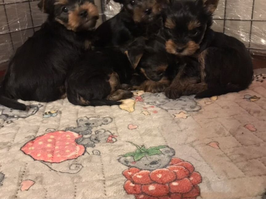 Йоркширский терьер щенки мальчики