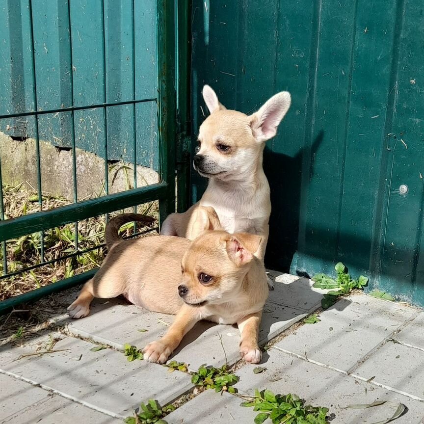 Щенки Чихуахуа в любимцы