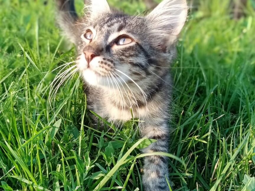 Котенок помесь с Мейн - Куном