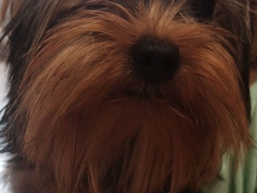 Продам йоркширского терьера мини