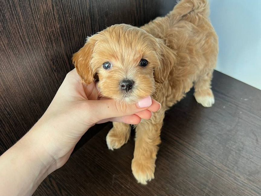 Мальтипу Ф1 девочка