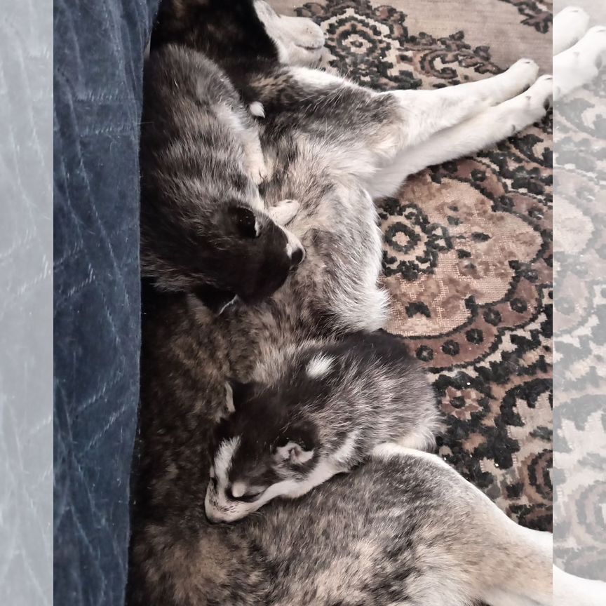 Сибирский хаски, щенок