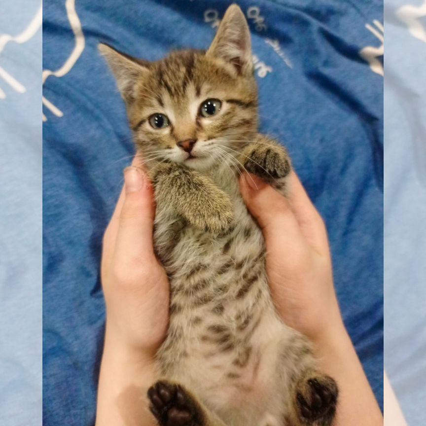 Котёнок в добрые руки