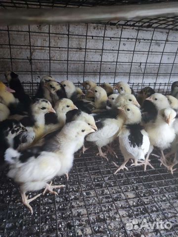 Австролорп черно пёстрый