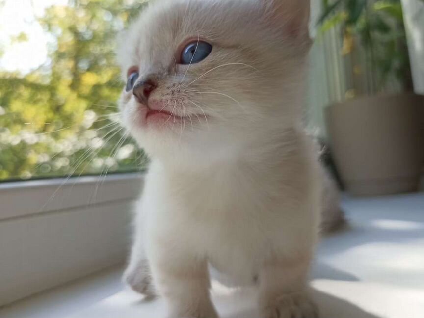 Котята манчкин