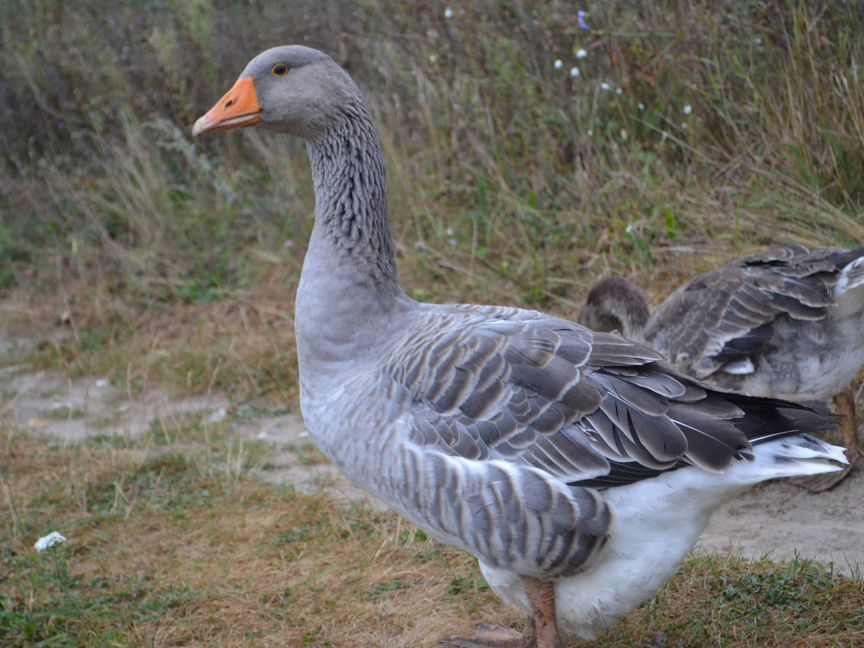 Гусь серый