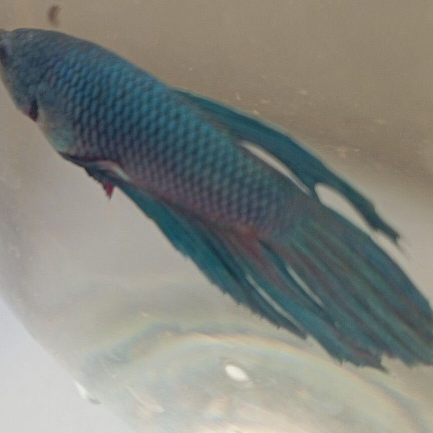 Рыбка петушок самец